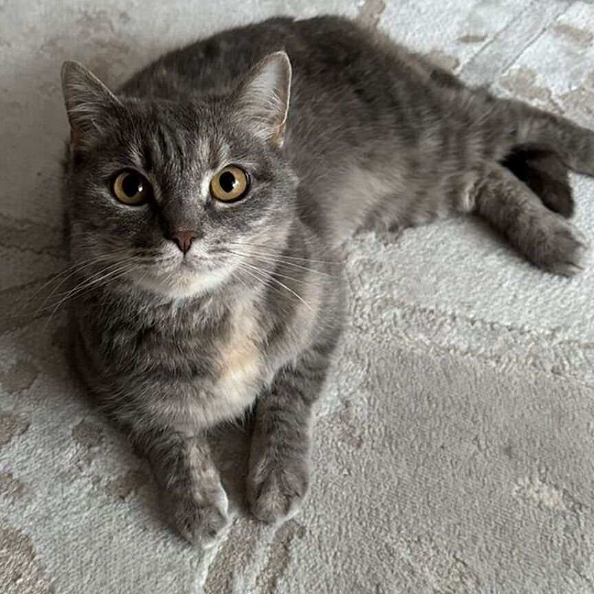 Отдам кошку на передержку