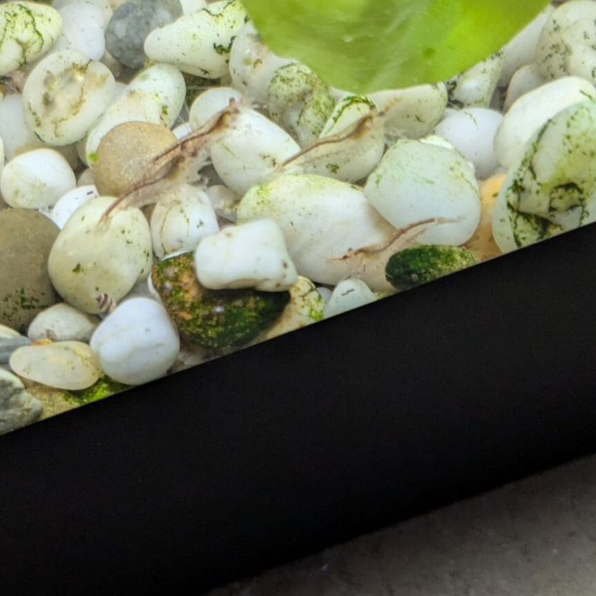 Аквариумные креветки