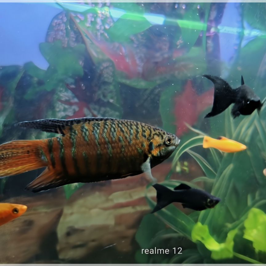 Аквариумные рыбки и улитки