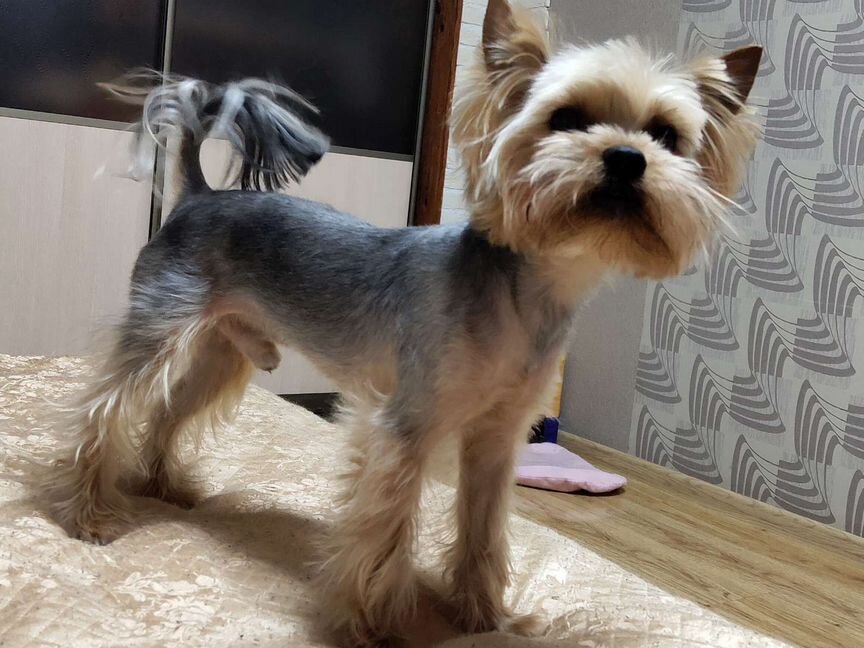 Йоркширский терьер мини, вязка