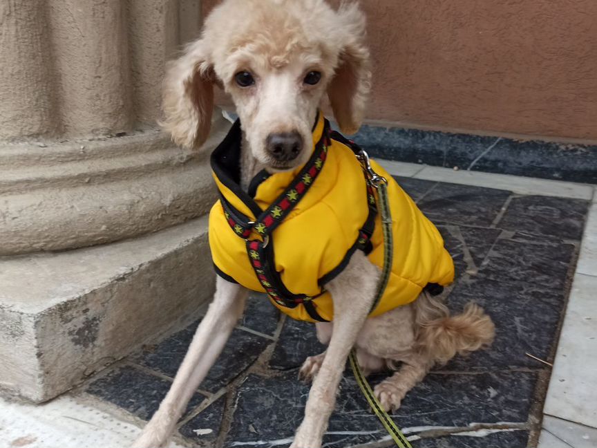 Карликовый пудель бесплатно