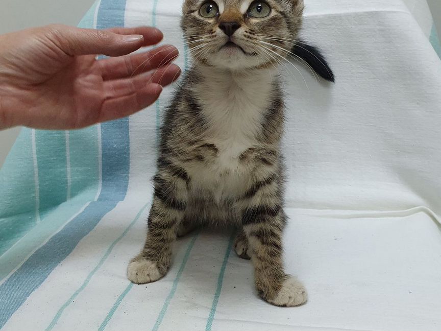 Котёнок тигрик ищет дом
