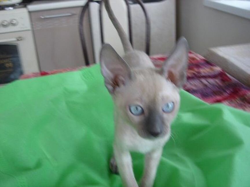 Котята корнишата