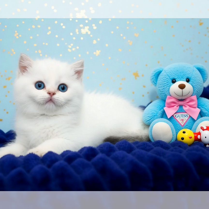 Британский короткошёрстный котёнок