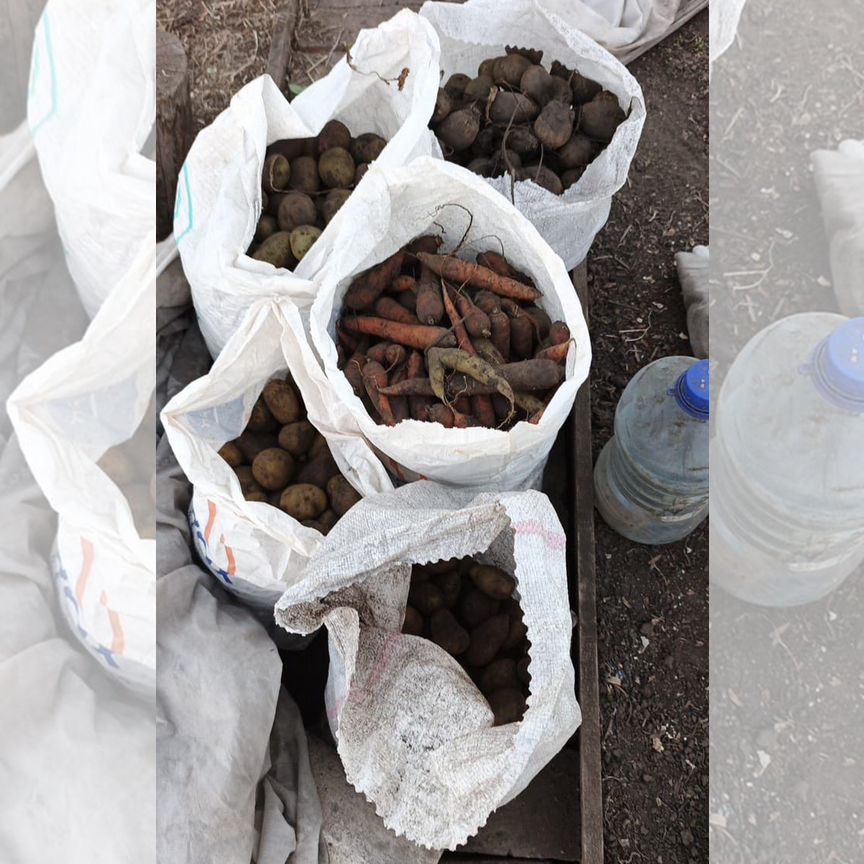 Картошка для животных