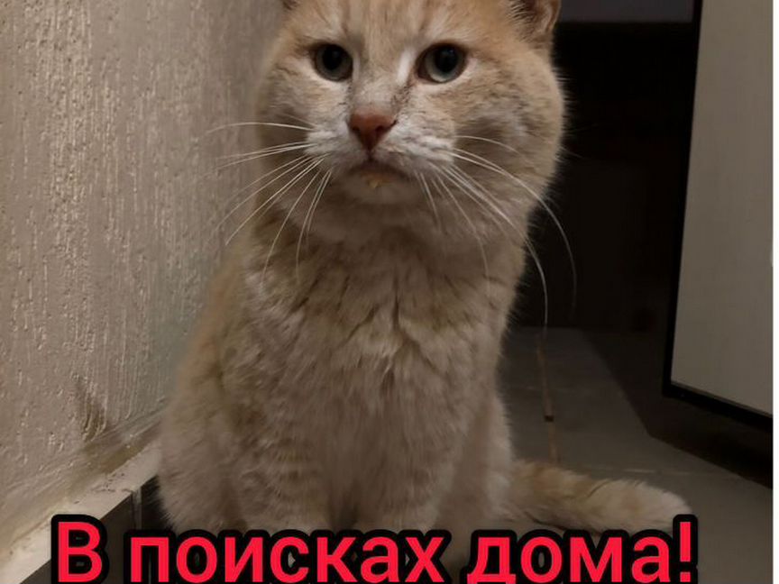 Котики бесплатно в добрые руки