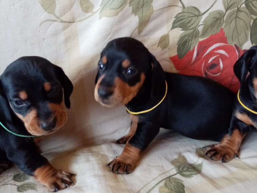 Щенки таксы