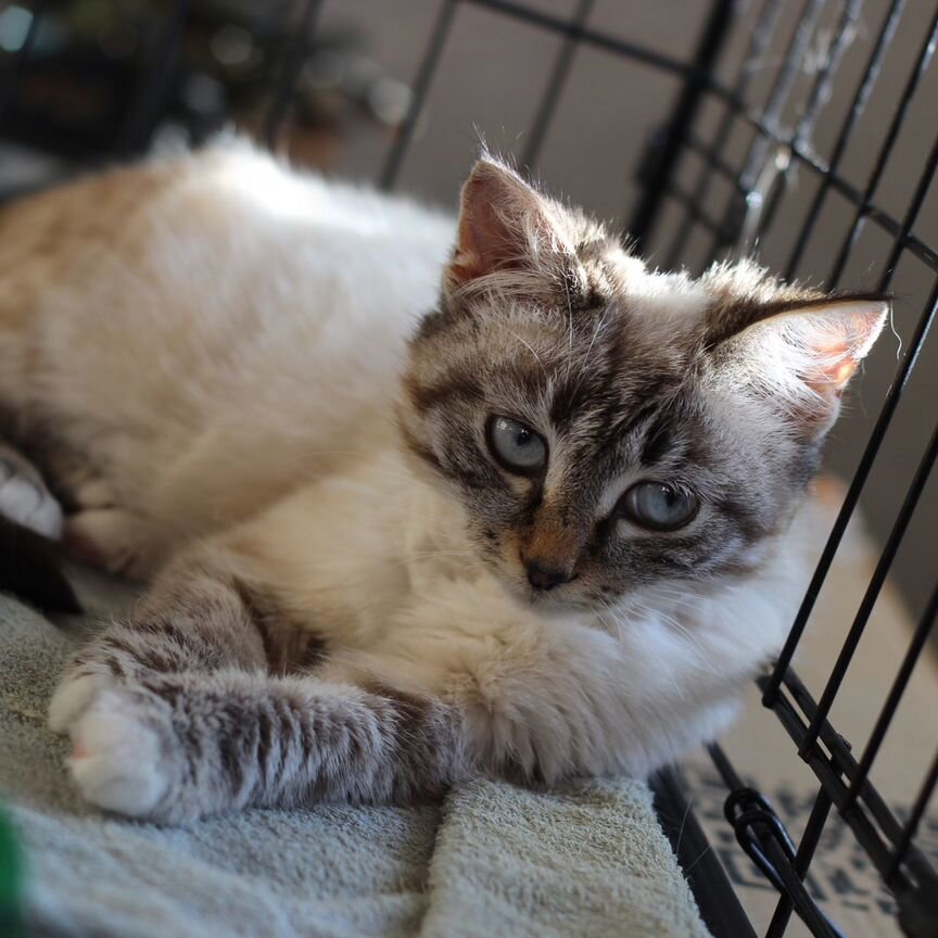 Таечка-ласкуша 6 мес