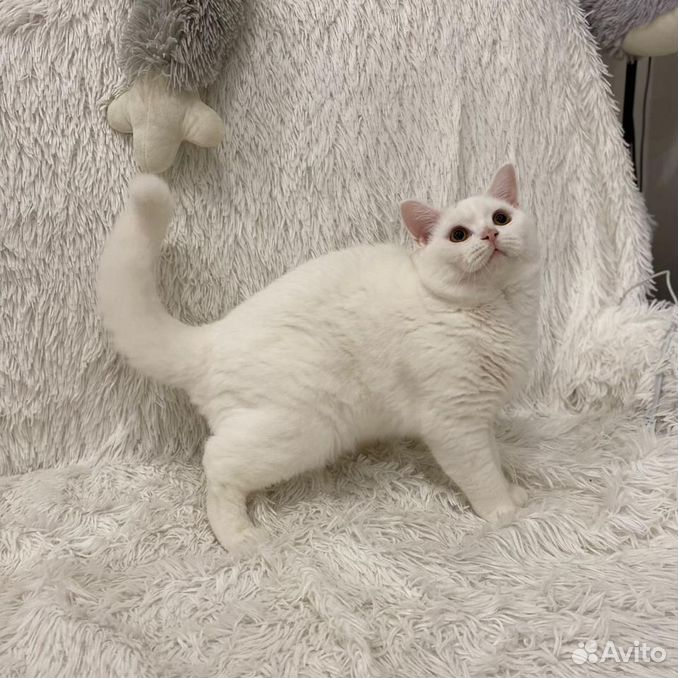 Британский котенок белоснежный