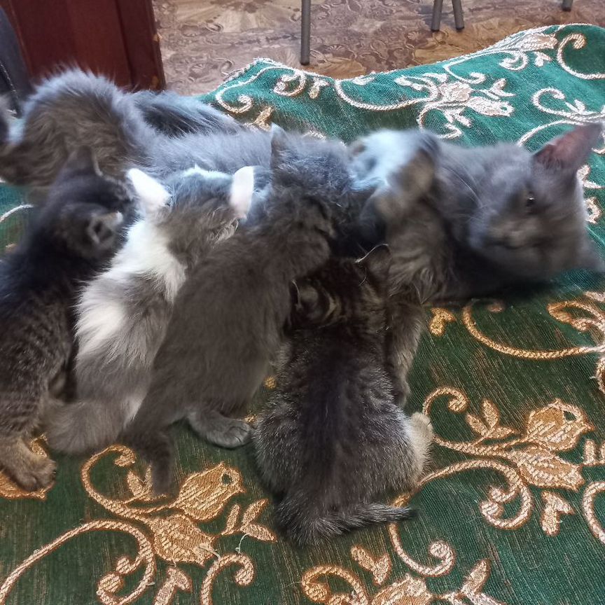 Котята в добрые руки бесплатно