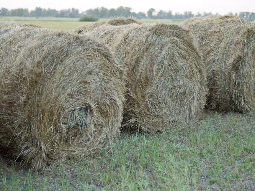 Сено в рулонах