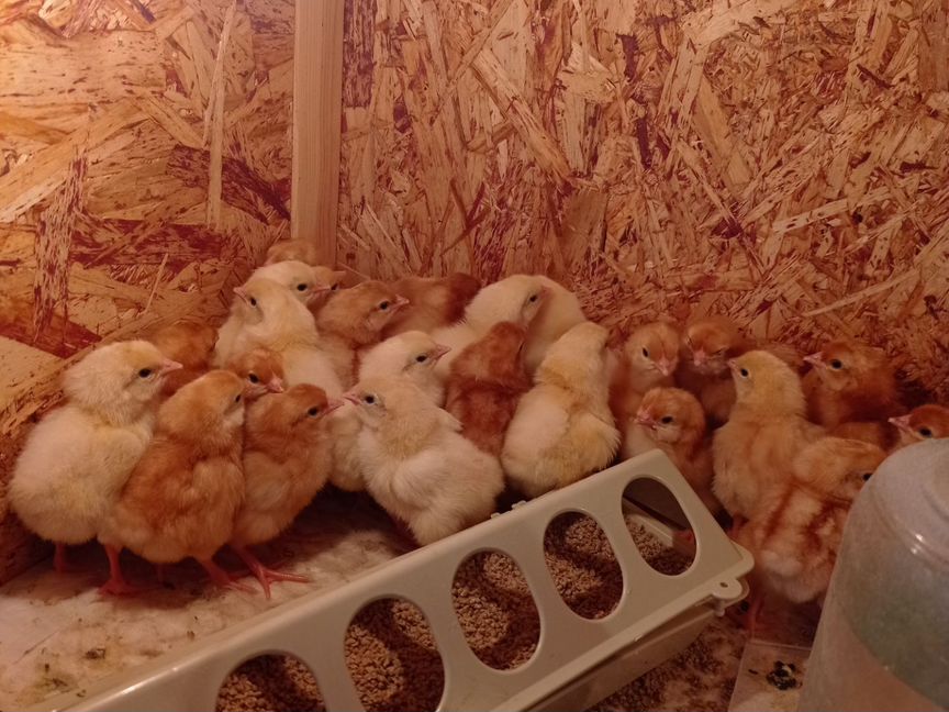 Петухи 2-х суточные