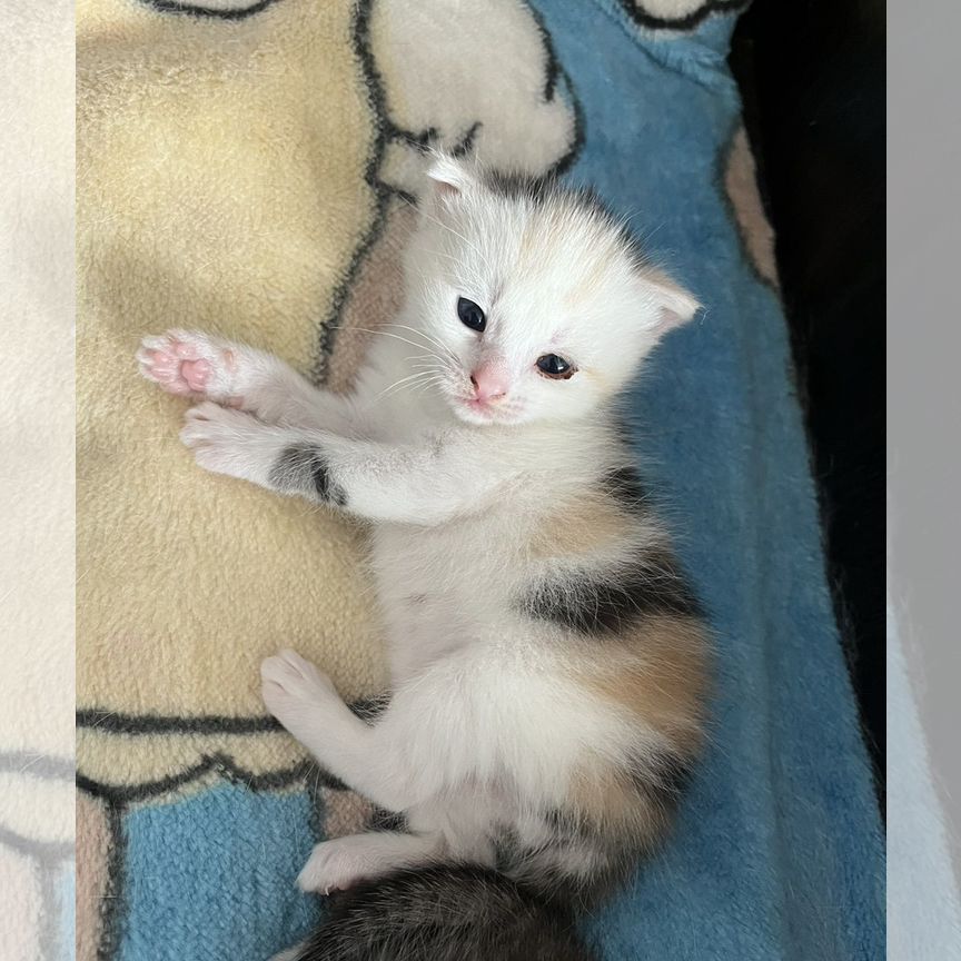 Котята в добрые руки бесплатно