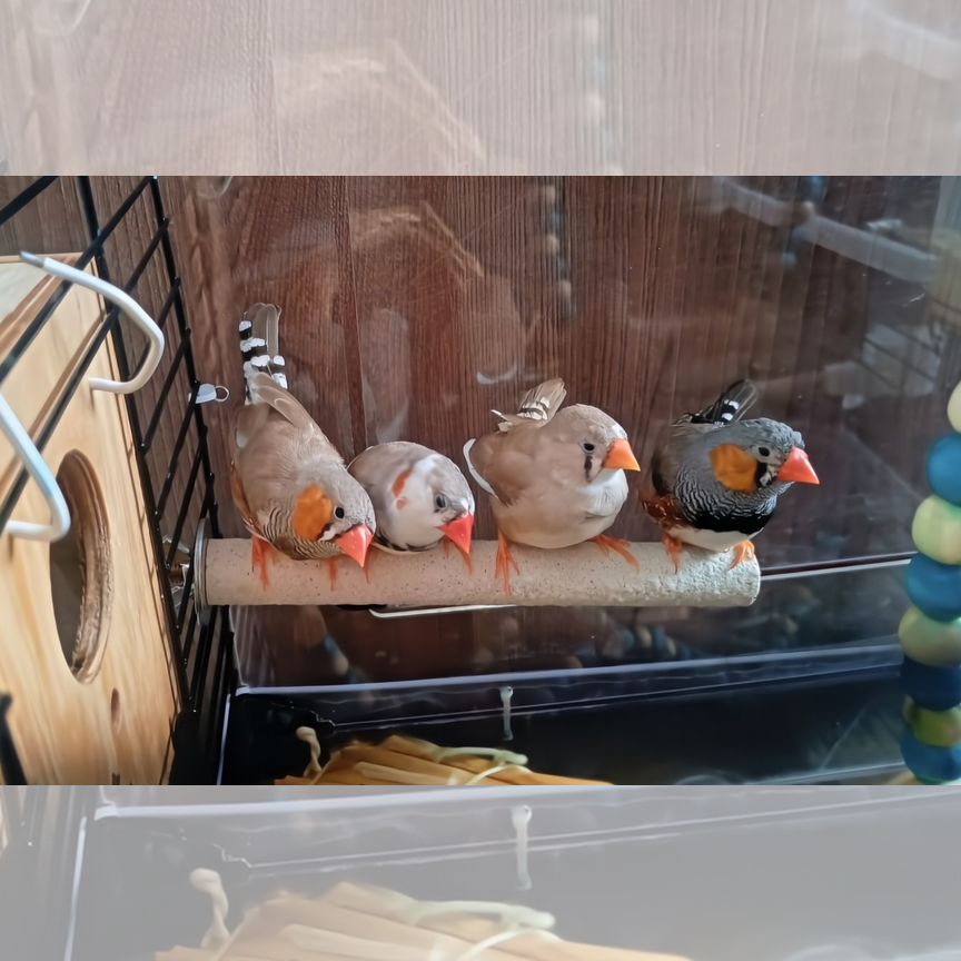 Продам амадинчиков