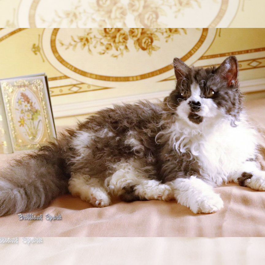 Селкирк рекс, мальчик кастрат