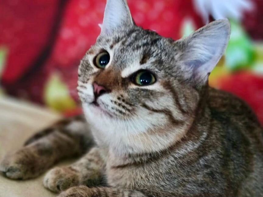 Кошечки