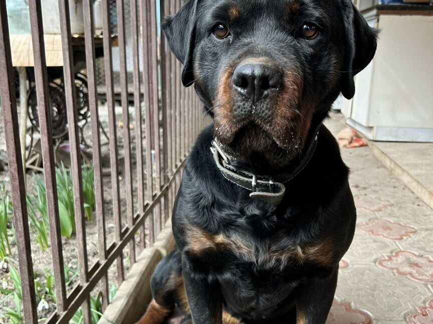 Вязка ротвейлера