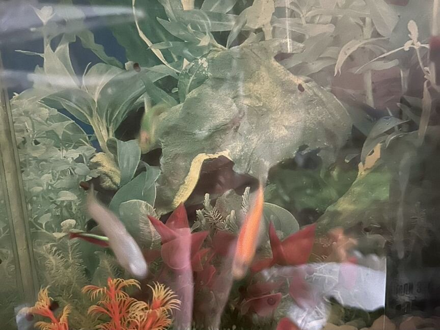 Рыбки в ассортименте 15 шт