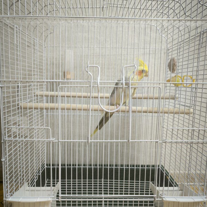 Попугай корелла с клеткой