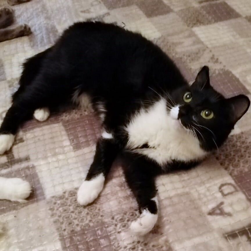 Взрослый кот в добрые руки