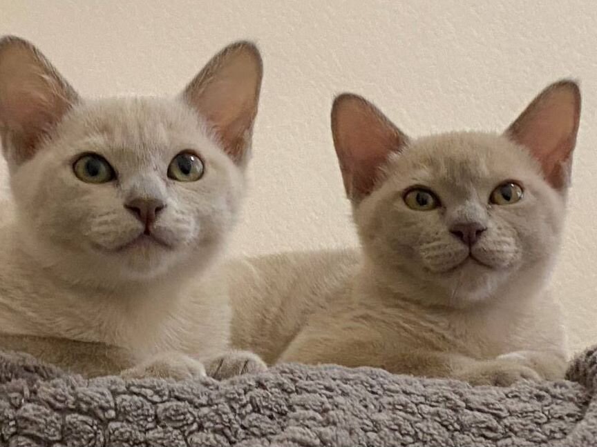 Бурманские котята