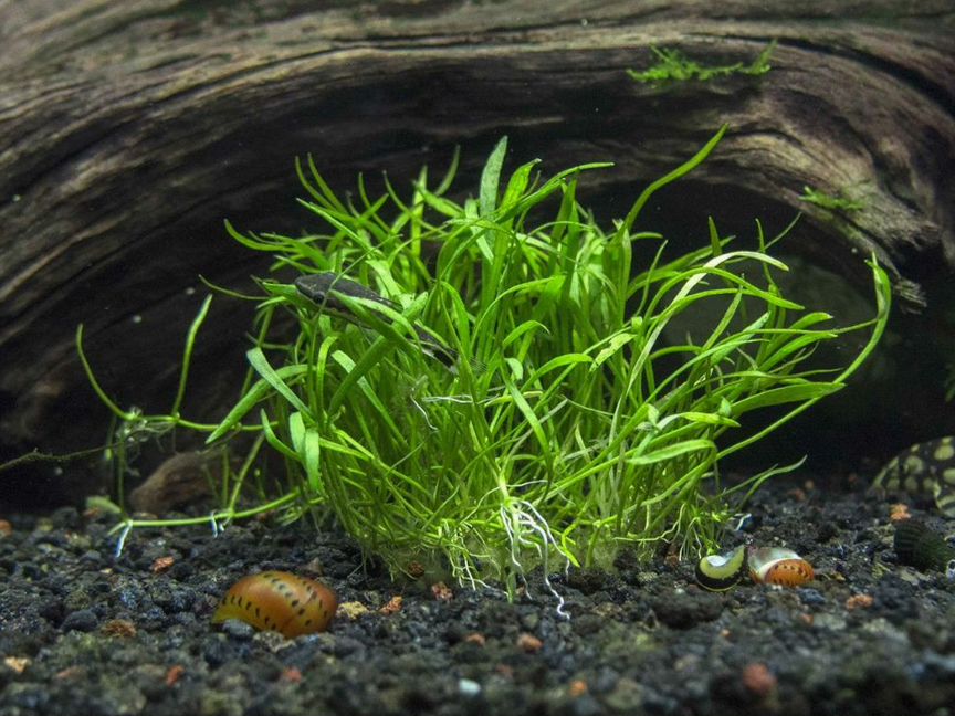 Лилеопсис новогвинейский