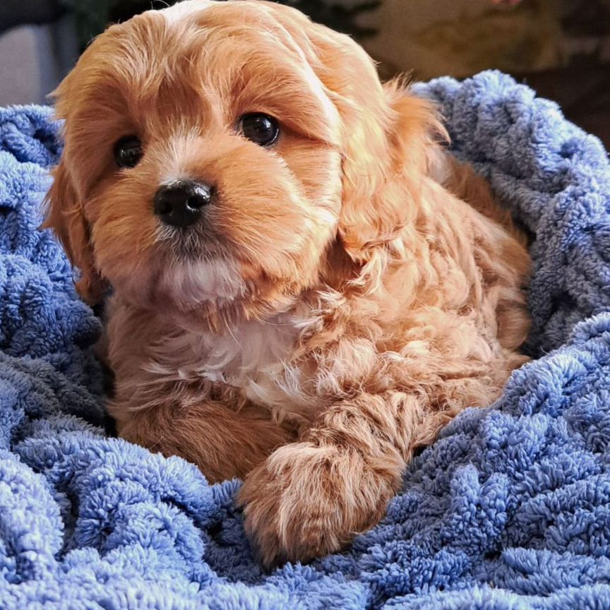 Кавапу, щенок