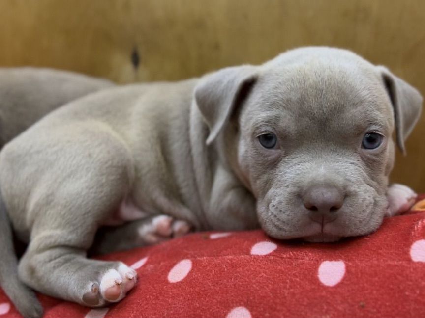 Американский булли мальчик