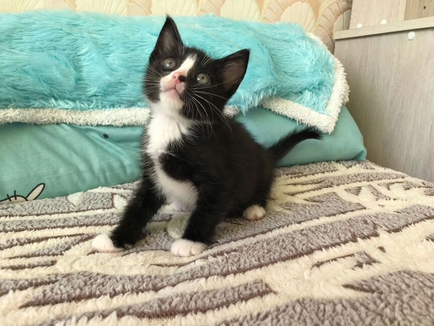 Котенок маркизик)
