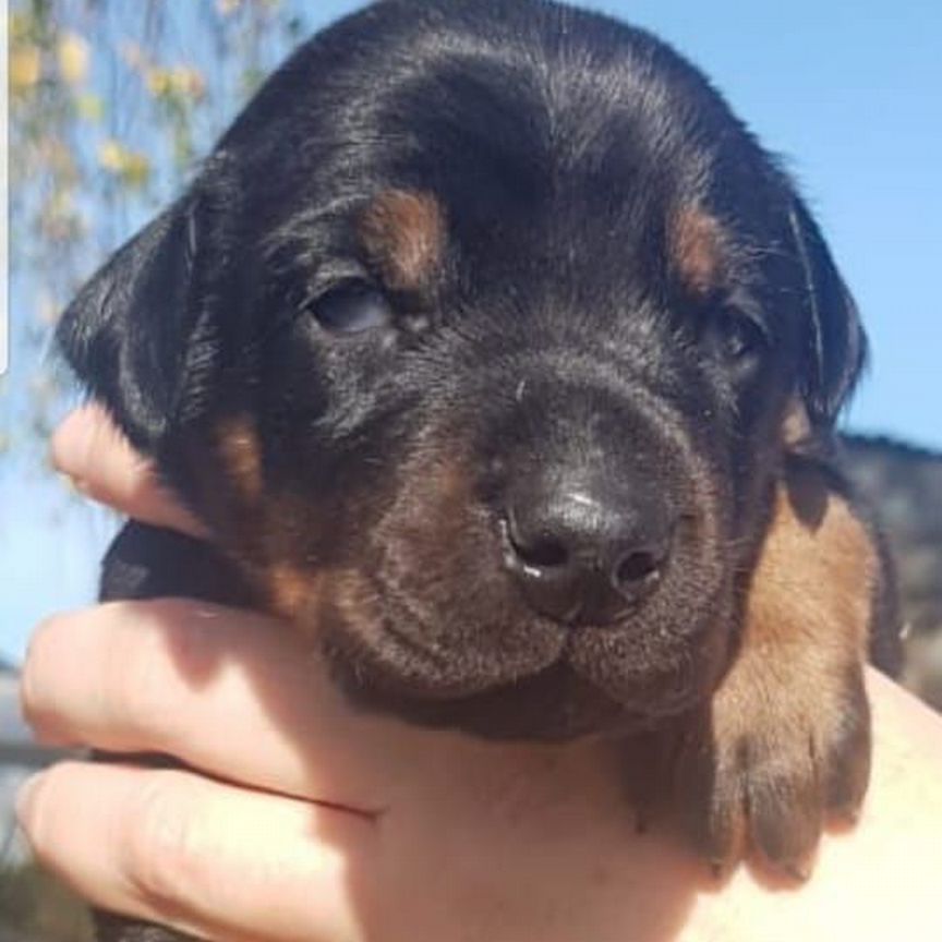 Щенки добермана