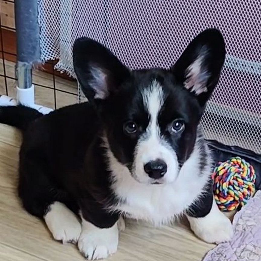 Вельш Корги Кардиган, щенок