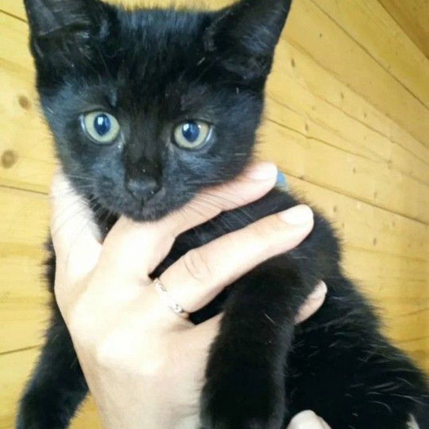 Джексон- маленький бандюган, ждёт свою семью