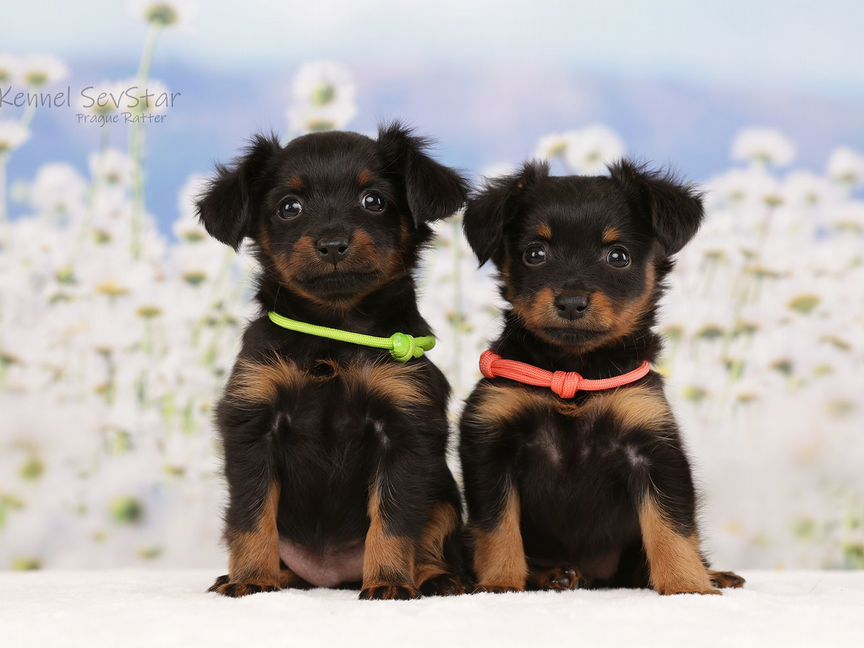 Пражский Крысарик