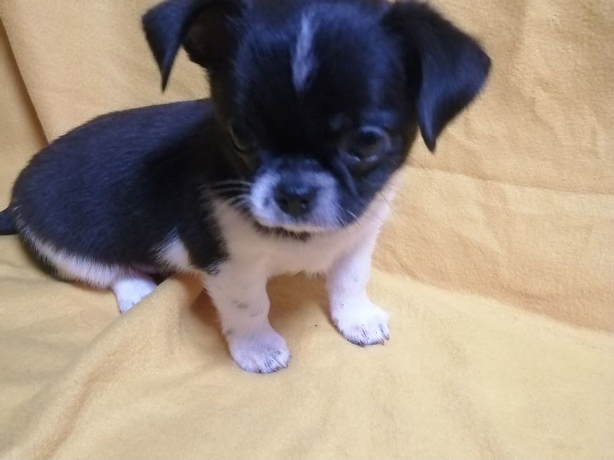 Щенки чихуахуа