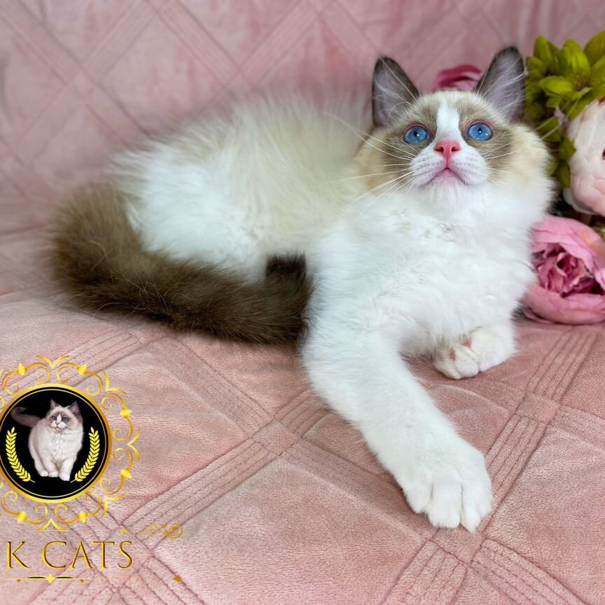Symun. Рэгдолл мальчик шоу класс