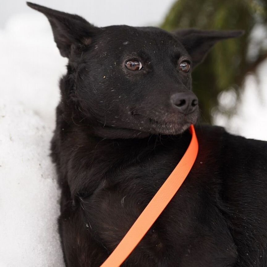 Взрослая собака в добрые руки