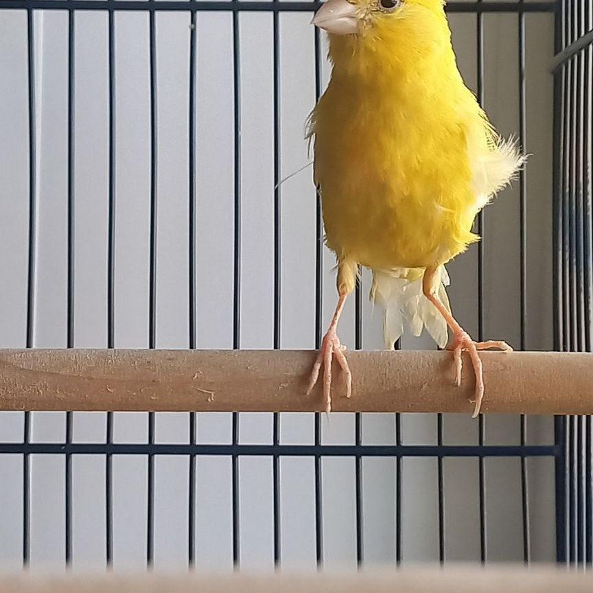 Птица канарейка