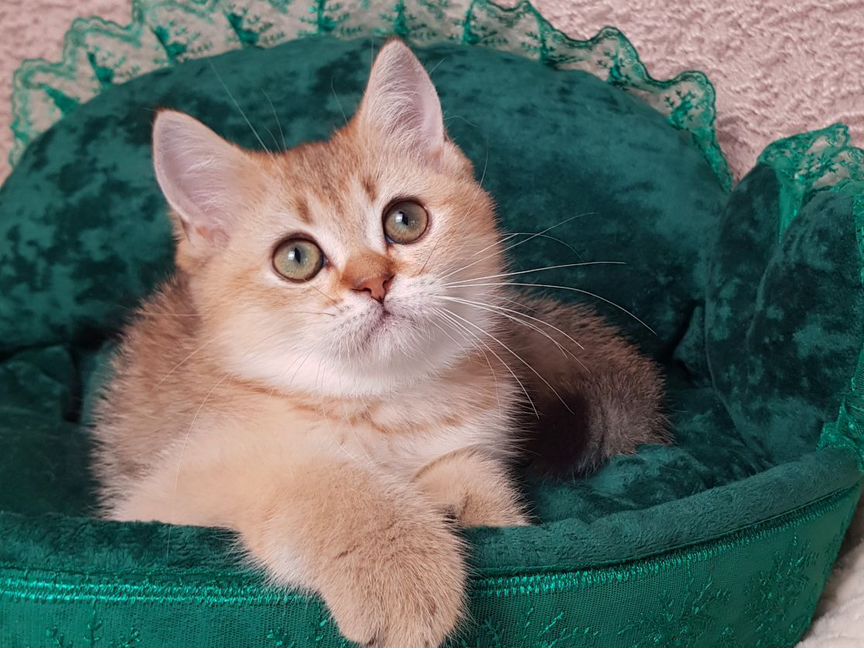 Шотландский котик