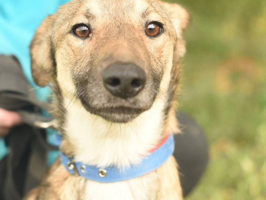 Собака в добрые руки