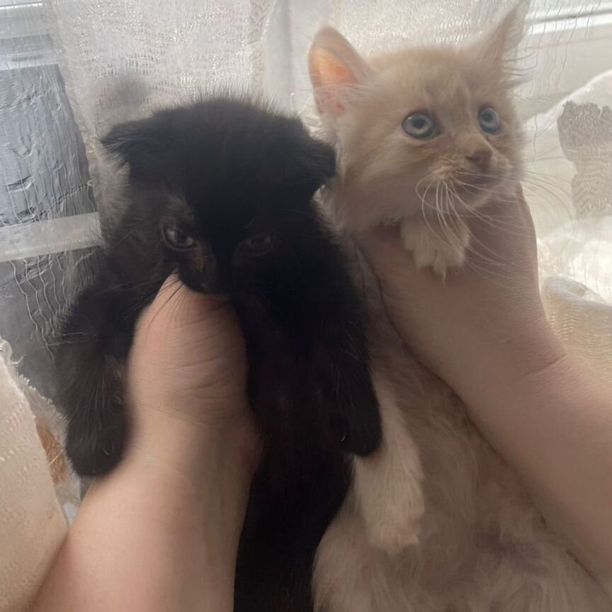 Котята отдам бесплатно
