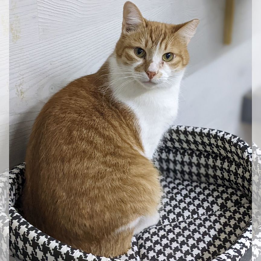 Взрослый кот в добрые руки