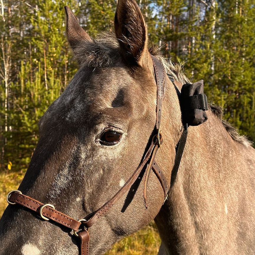 Gps tracker для коров