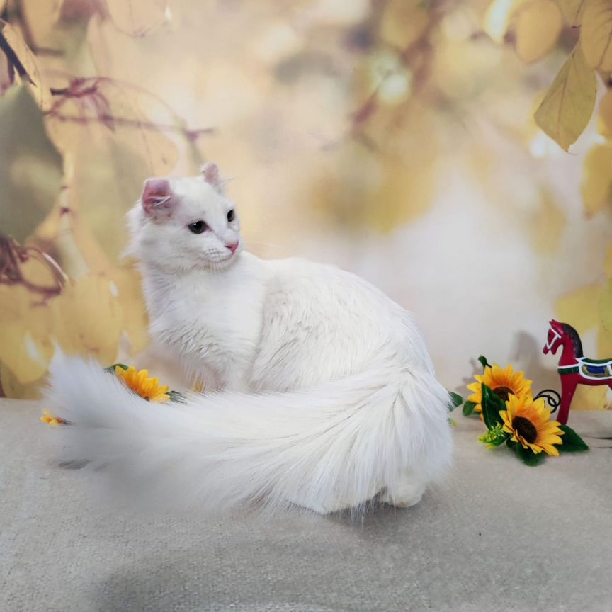 Американский керл котята