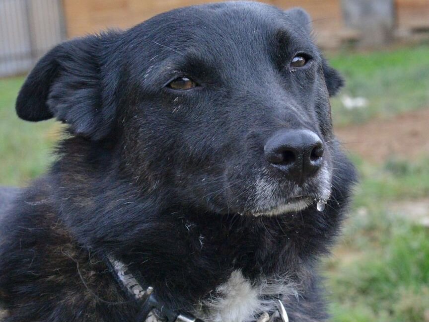 Прекрасный пес Руди хочет стать домашним