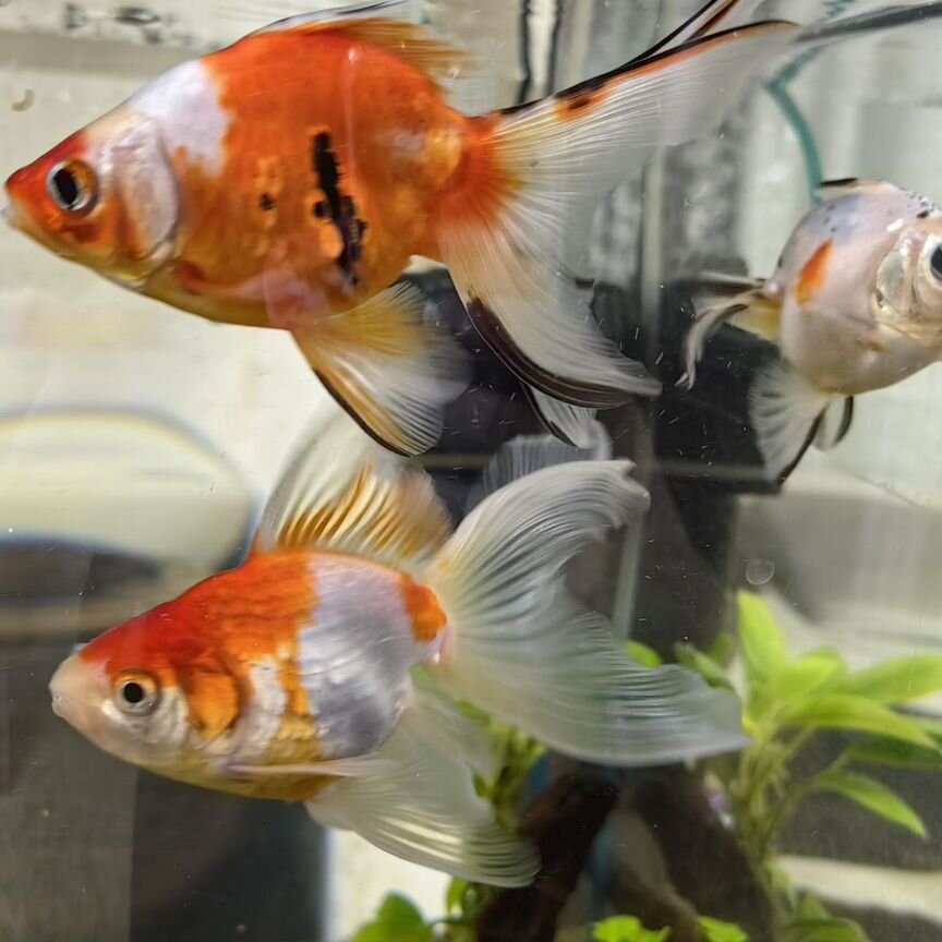 Продам аквариумных рыбок
