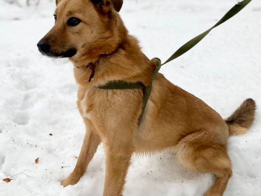 Нежная собака Меренга ищет добрые руки