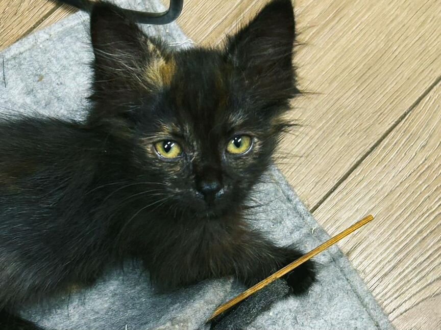 Котенок