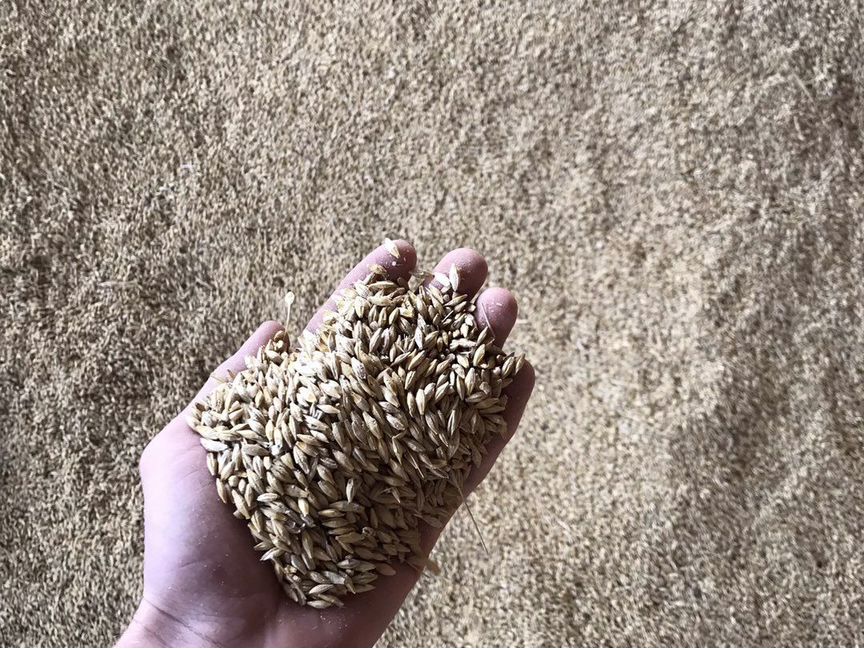 Ячмень оптом