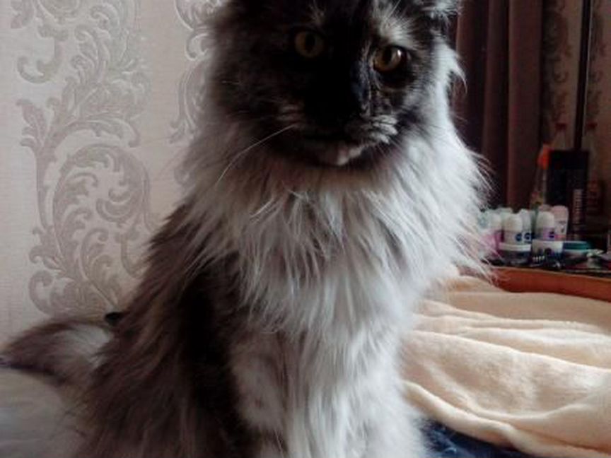 Нужен кот (породы Майн кун) для вязки