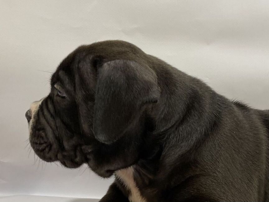 Американский булли стандарт